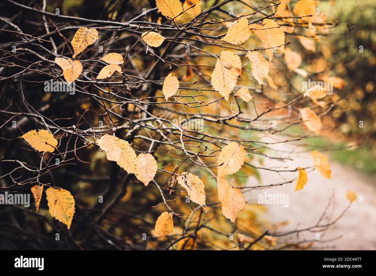 Sparse Bush High Resolution Stock Photography and Images - Alamy