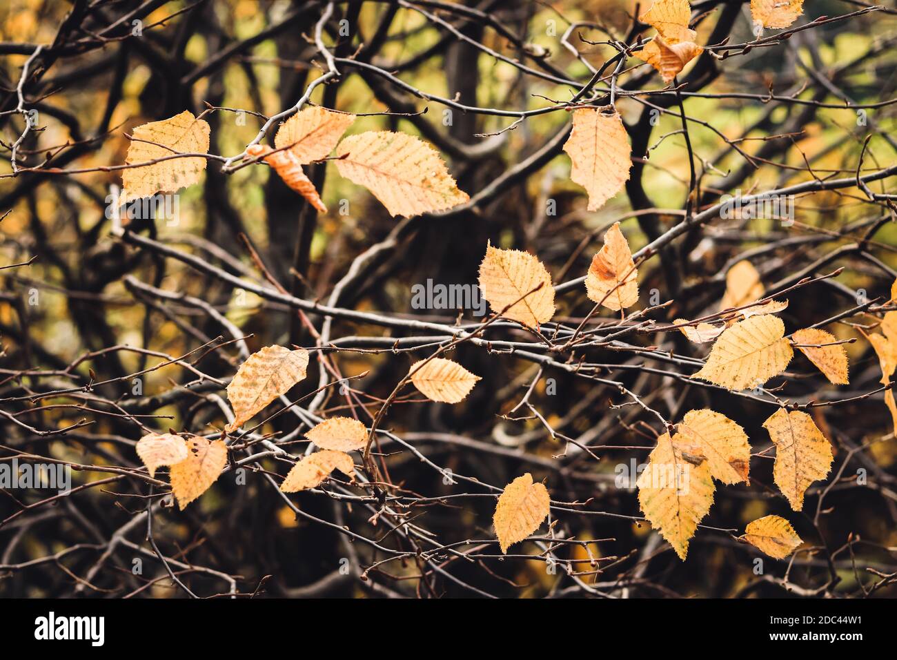 Sparse Bush High Resolution Stock Photography and Images - Alamy