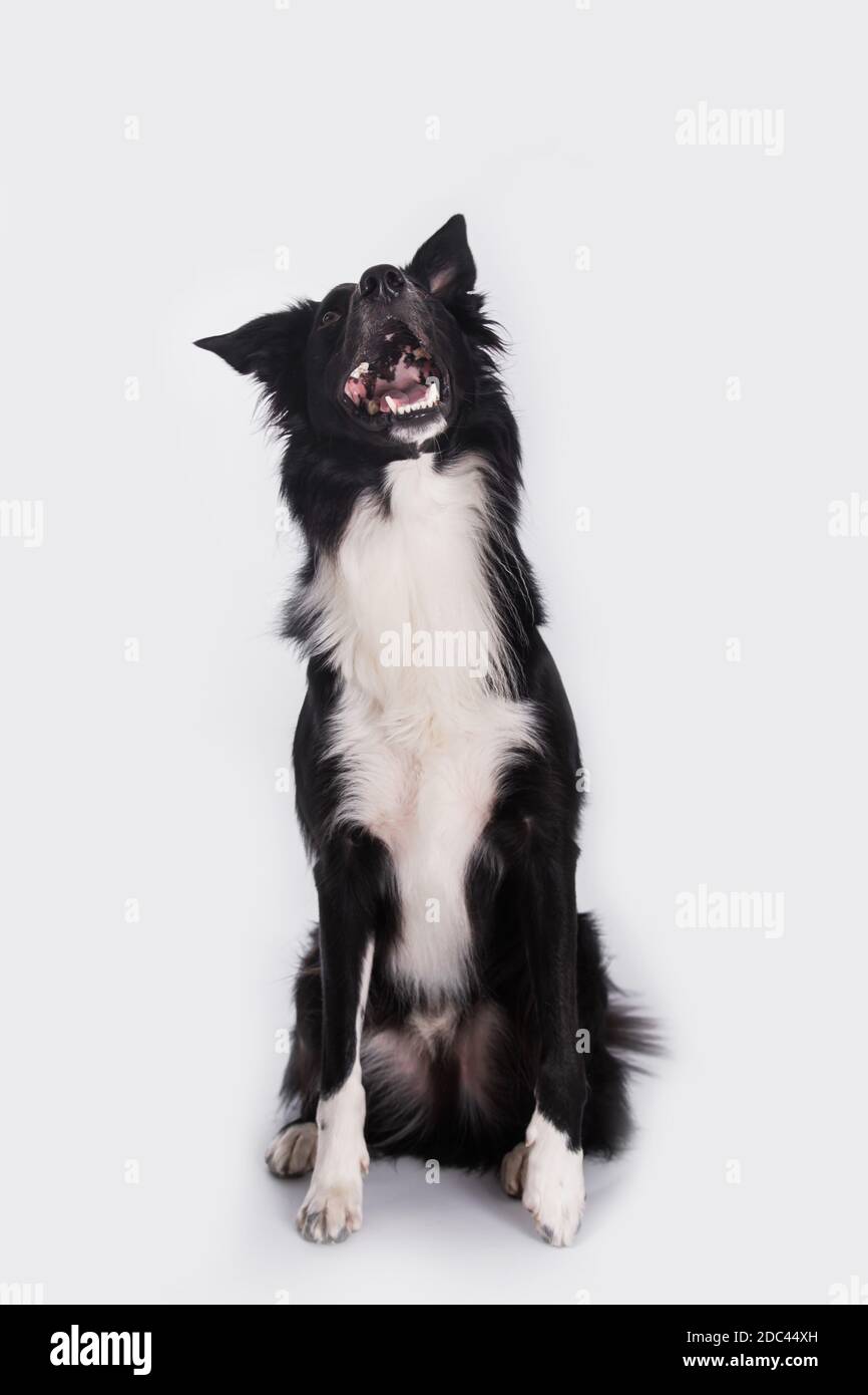 Funny astonished Border colle staring pet showing tongue, mouth open ...