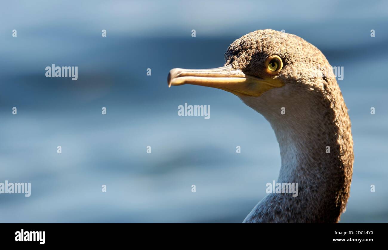 landscape portrait, young specimen of great cormorant, resting on rocks ...