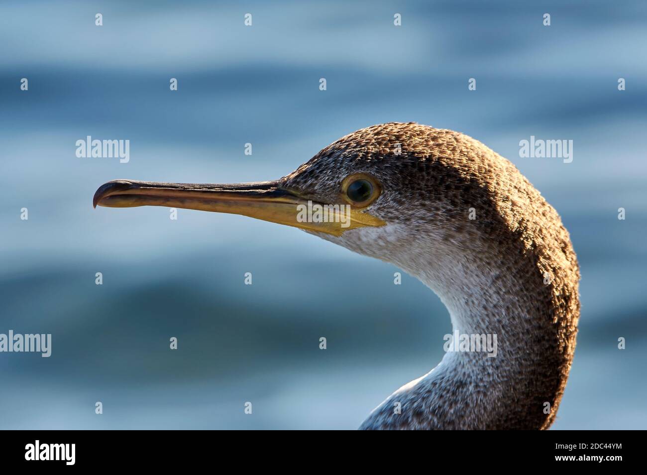 landscape portrait, young specimen of great cormorant, resting on rocks ...