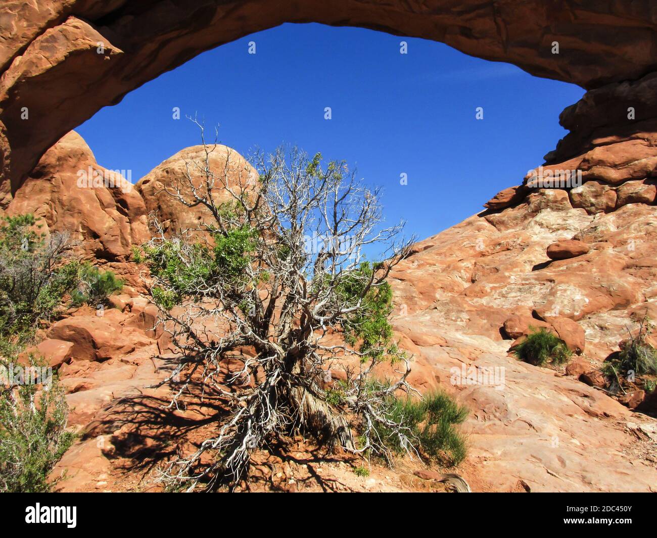 Arch of tree hi-res stock photography and images - Alamy