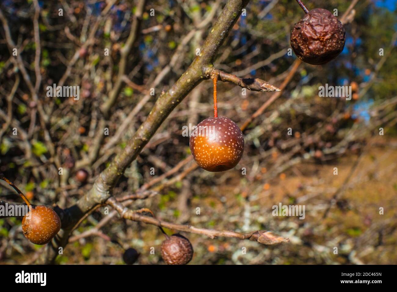 Fall foliage in the south a brown nut on a tree isolated by itself and ...