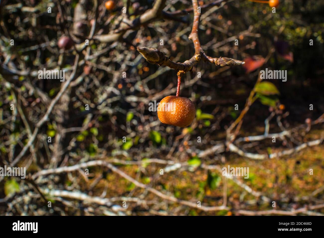 Fall foliage in the south a brown nut on a tree Stock Photo - Alamy