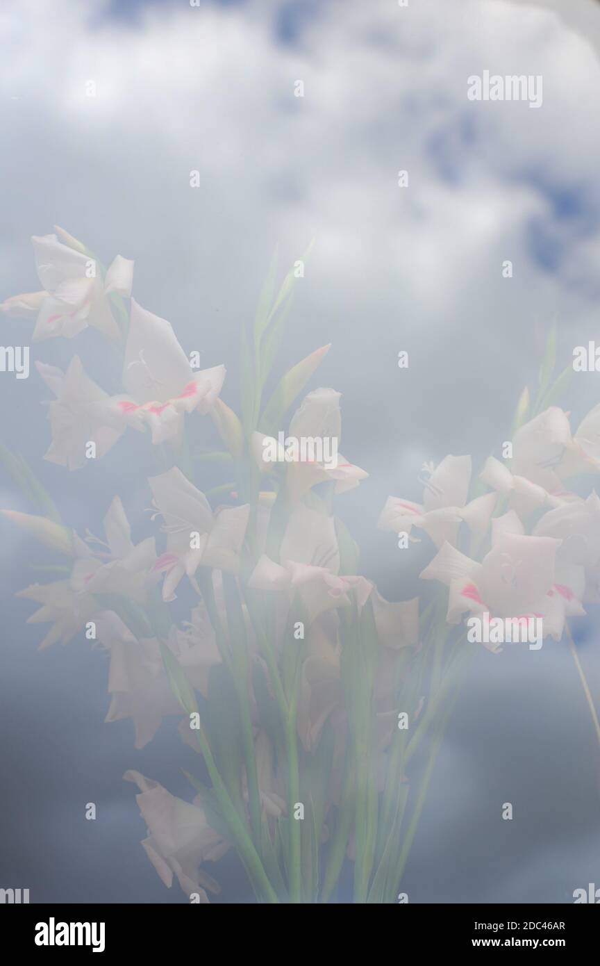 Flowers behind window, Flowers behind glass Stock Photo - Alamy