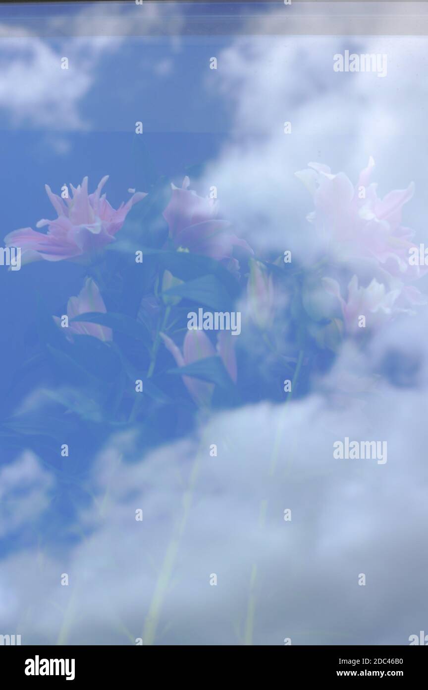 Flowers behind window, Flowers behind glass Stock Photo - Alamy