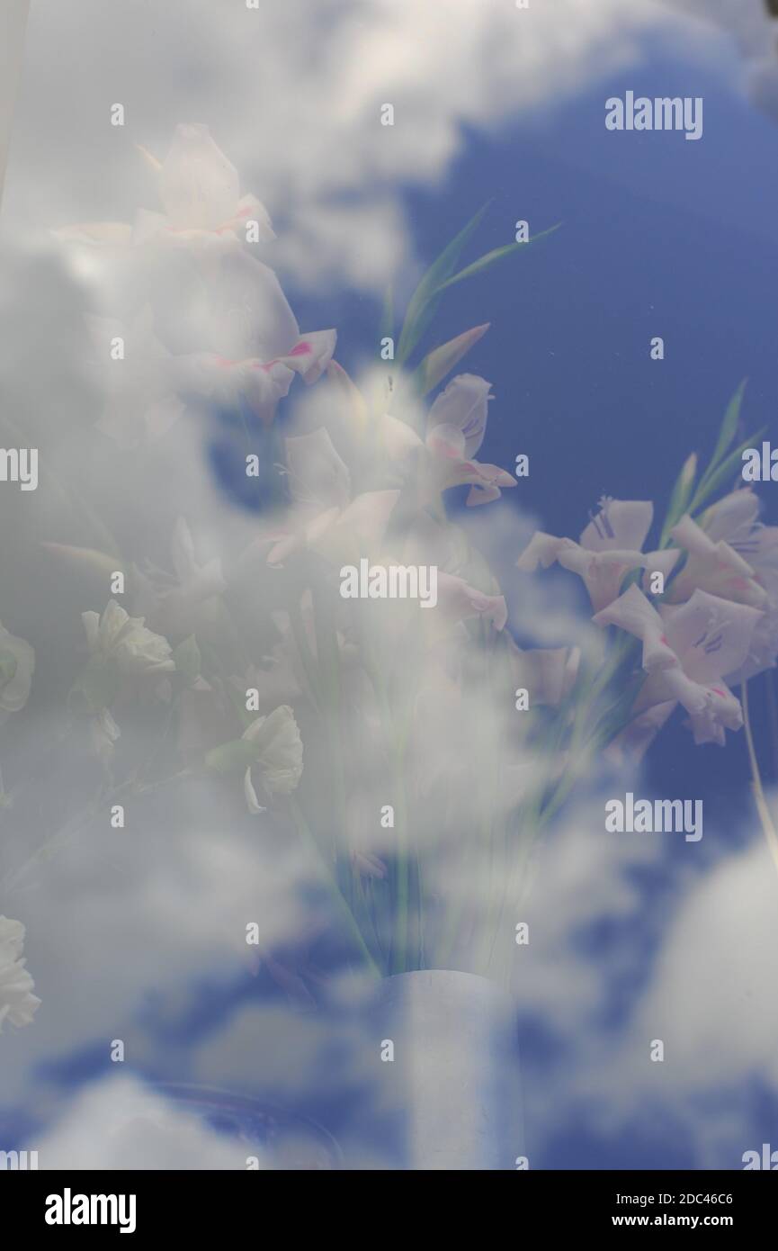 Flowers behind window, Flowers behind glass Stock Photo - Alamy