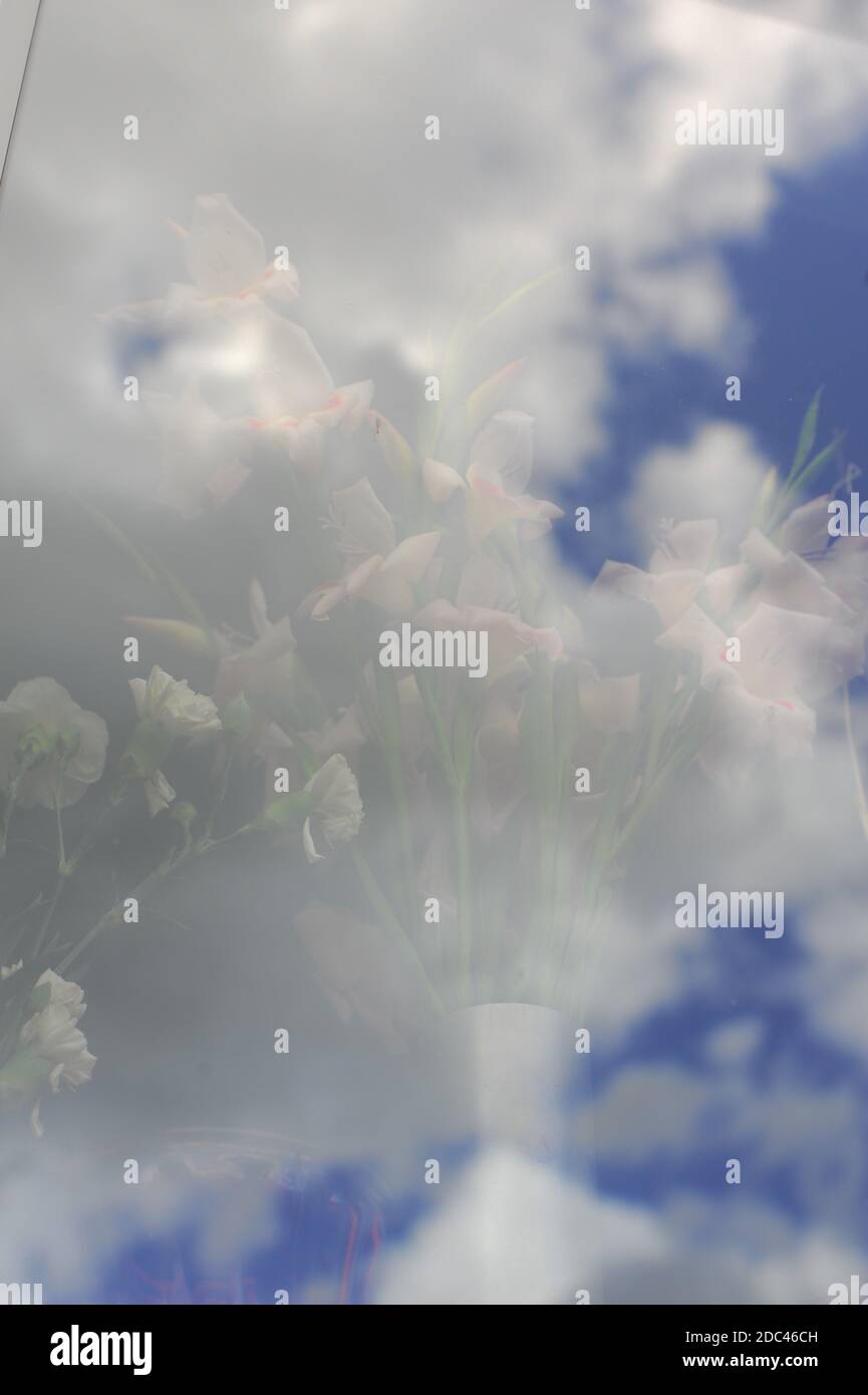 Flowers behind window, Flowers behind glass Stock Photo - Alamy