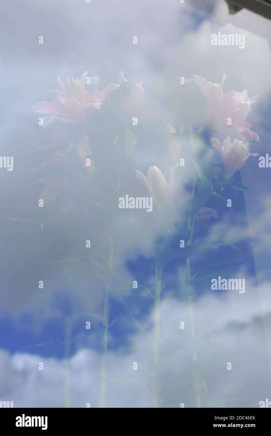 Flowers behind window, Flowers behind glass Stock Photo - Alamy