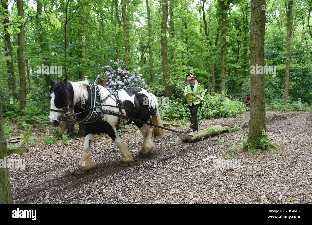 Heavy horse logging work in Staffordshire woodland Uk. Staffordshire ...
