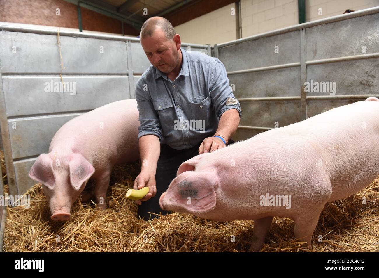 Man feeding pigs with a banana Staffordshire County Show Stock Photo ...