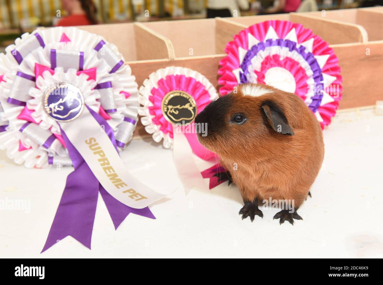 Prize winning chaampion guinea pig Staffordshire County Show Stock ...