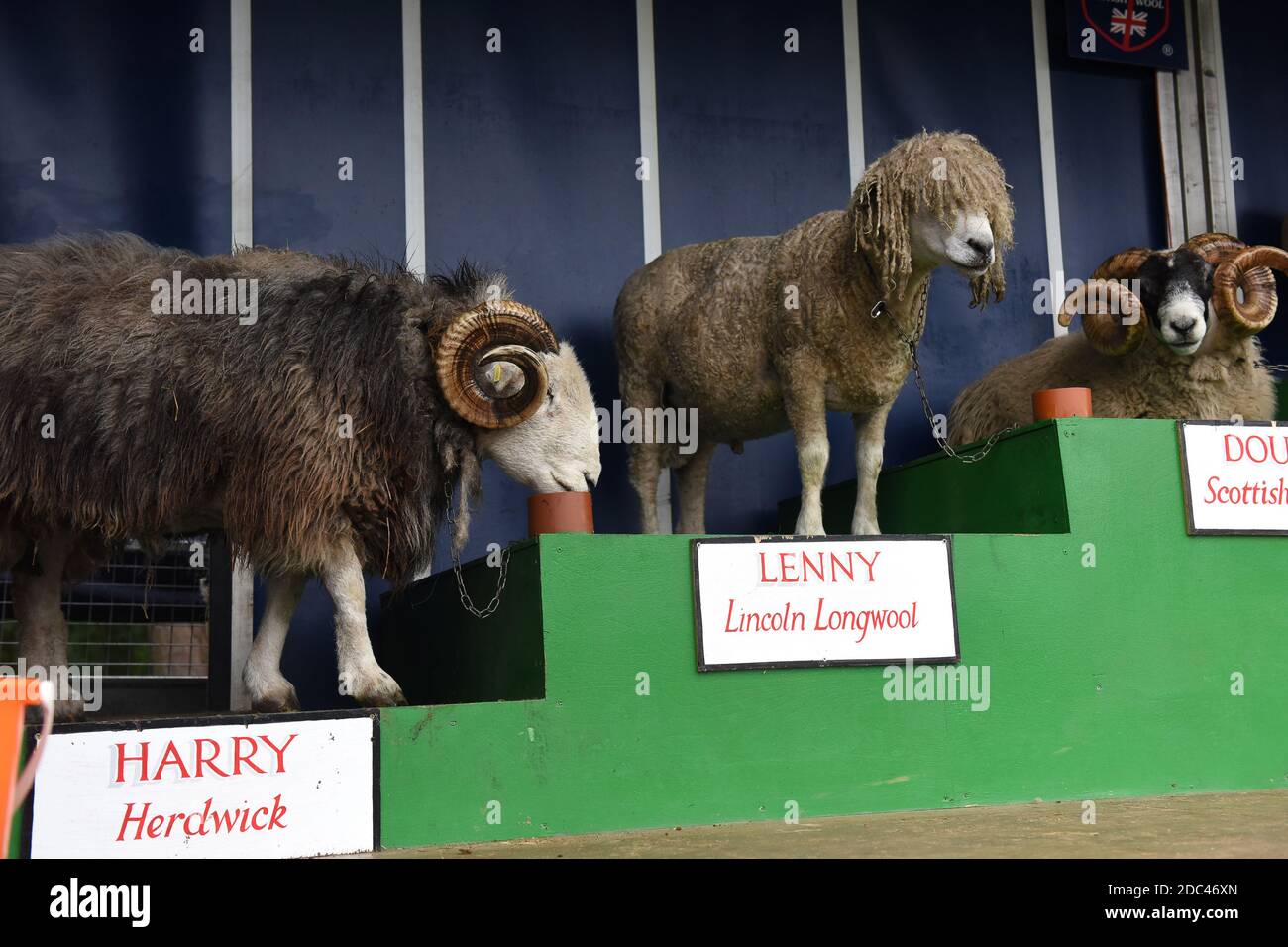 Rare sheep breeds at Staffordshire County Show Stock Photo - Alamy
