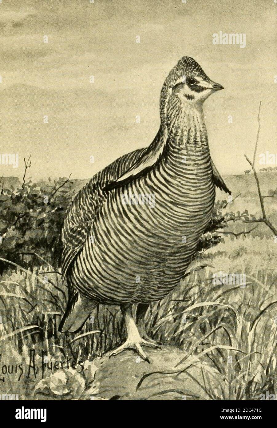 The Prairie Chicken - Pinnated Grouse Stock Photo - Alamy