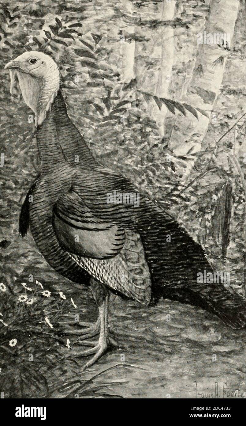 A Wild Turkey, circa 1910 Stock Photo - Alamy