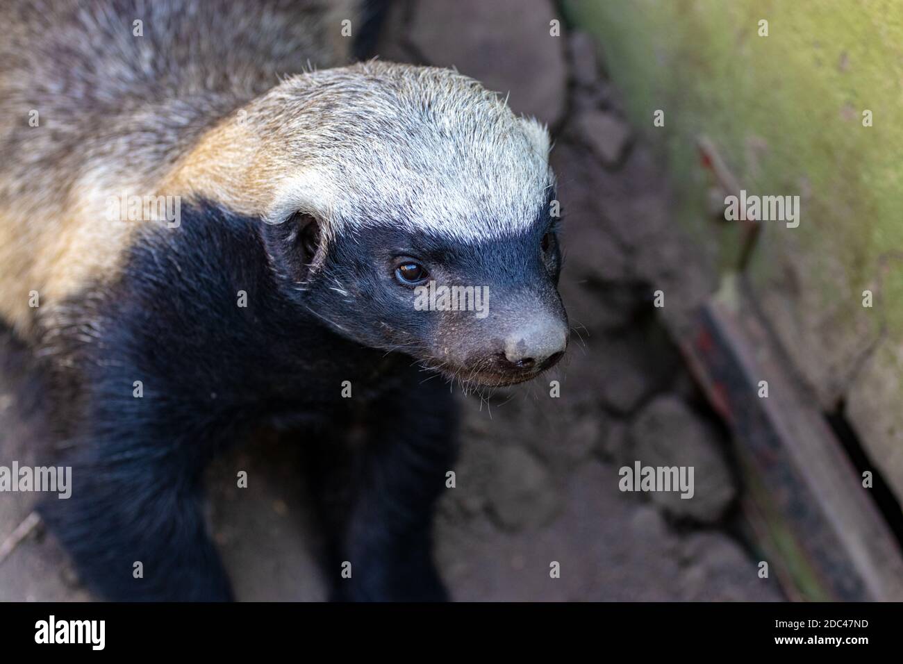 Honey badger hi-res stock photography and images - Alamy