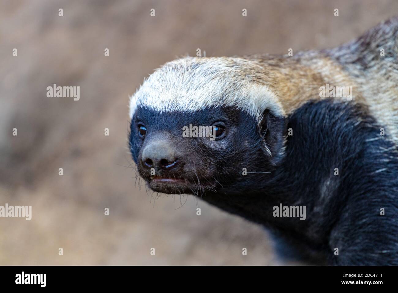 Honey badger tail hi-res stock photography and images - Alamy