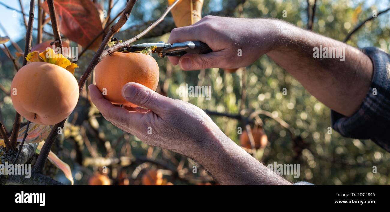 Close-up of the hands of the farmer who with scissors collects ...
