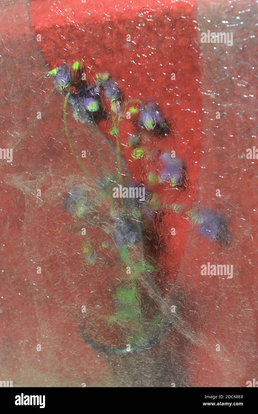 Flowers behind glass, Flowers behind window Stock Photo - Alamy