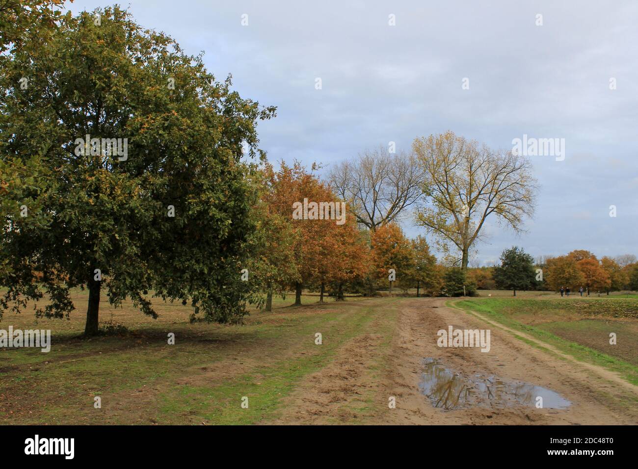 beautiful forest landscape with a row of trees with colorful leaves ...