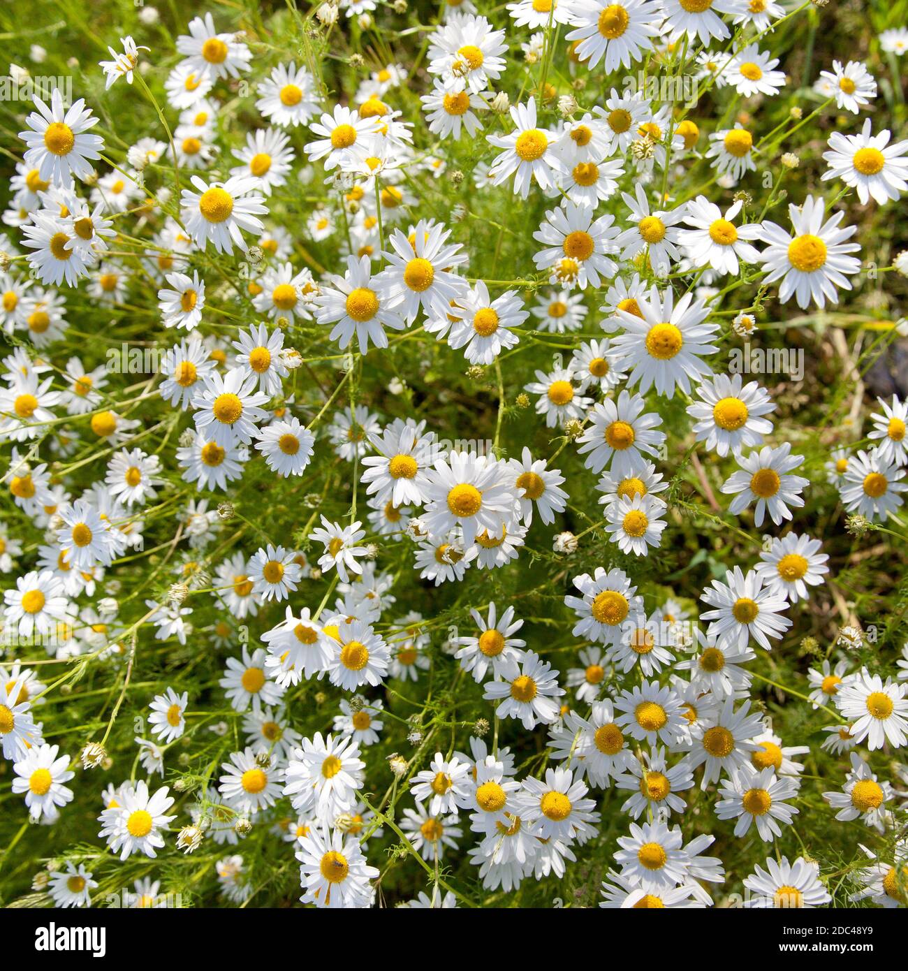 A lot of field daisies, top view. Wild Daisy flowers in summer Stock ...