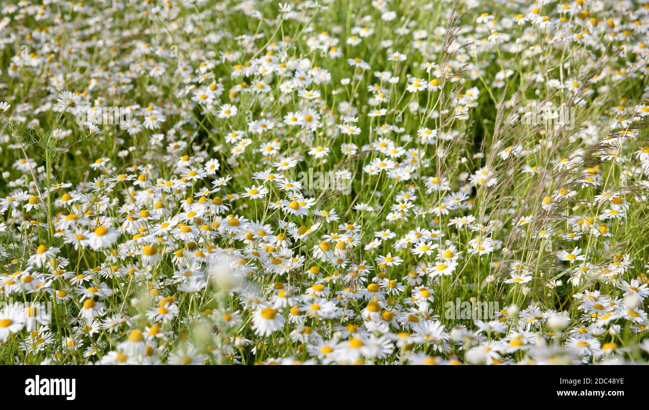 A lot of field daisies, top view. Wild Daisy flowers in summer Stock ...