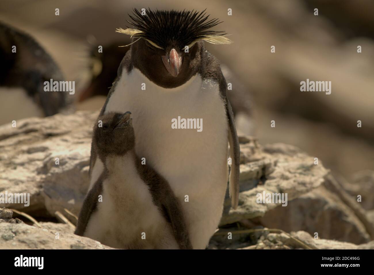 Baby Rockhopper Penguin Pictures