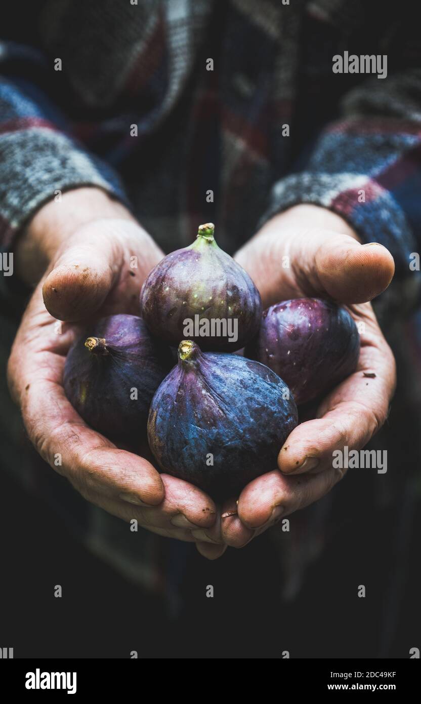 Hands holding figs hi-res stock photography and images - Alamy