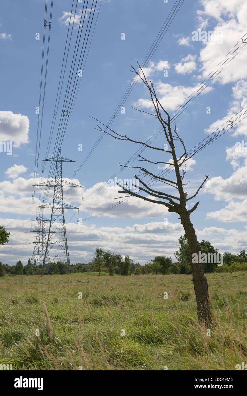 Vertical image of a Dead tree under electrical power transmission and ...
