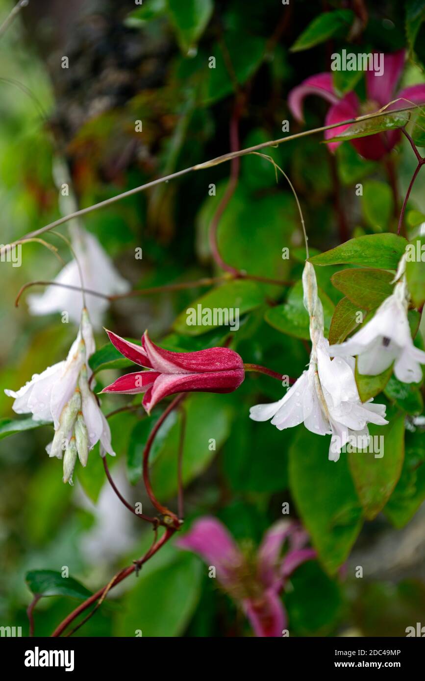 Clematis texensis Princess Diana,bright red pink flowers,climber ...