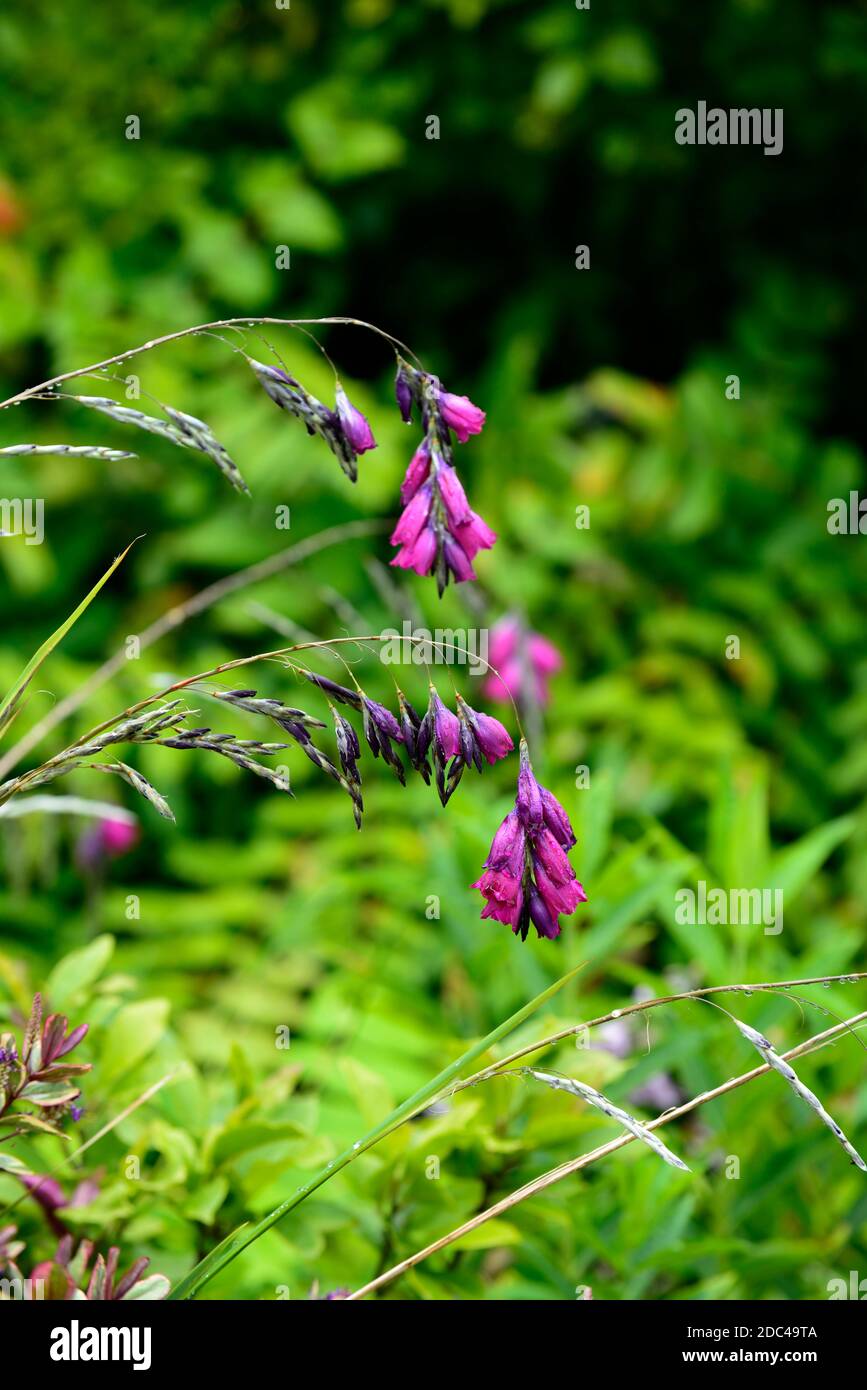 dierama pulcherrimum blackbird,purple flowers,purple flower,arching ...