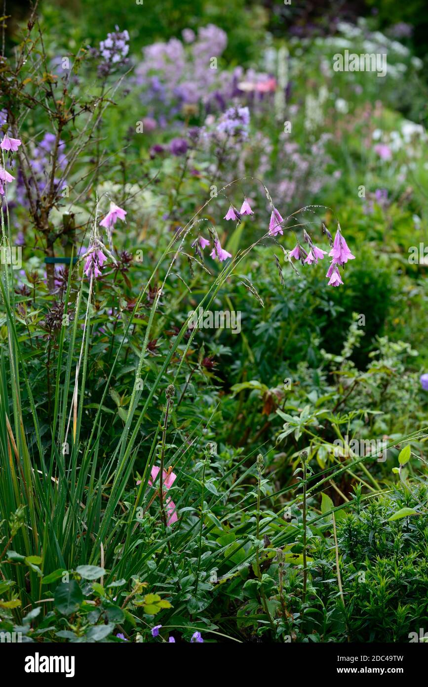 Dierama pulcherrimum angels fishing rod hi-res stock photography and ...