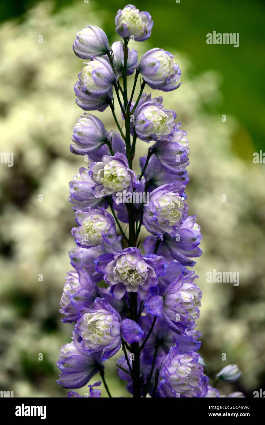 Frilly flowers hi-res stock photography and images - Alamy