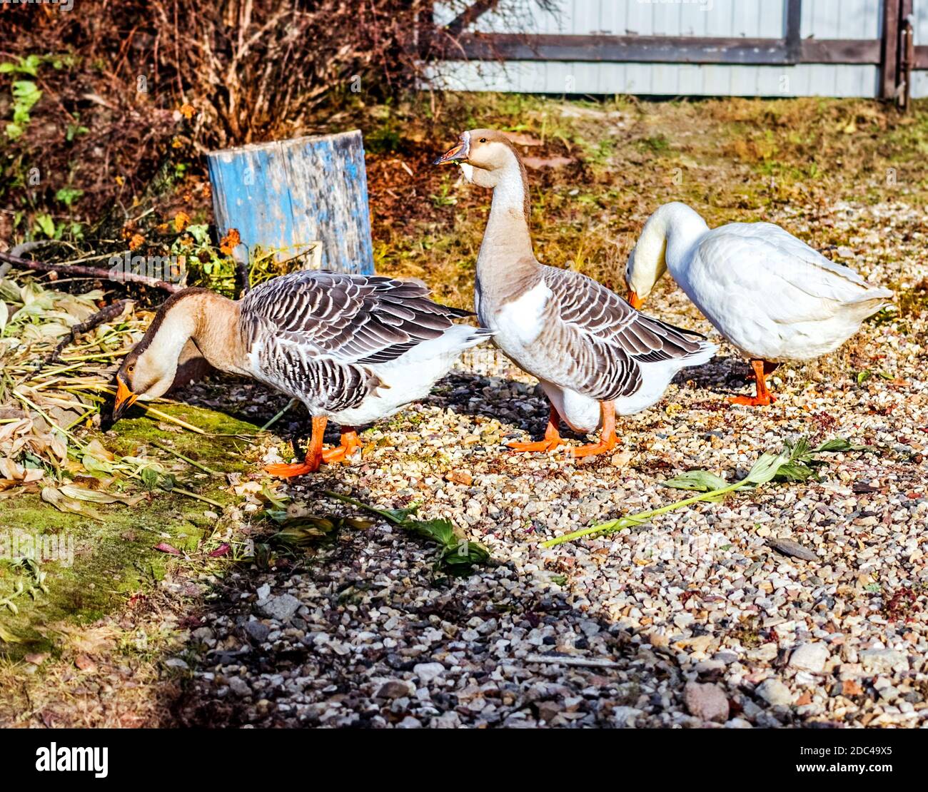 Three geese in sunlight, two grey and one white Stock Photo - Alamy