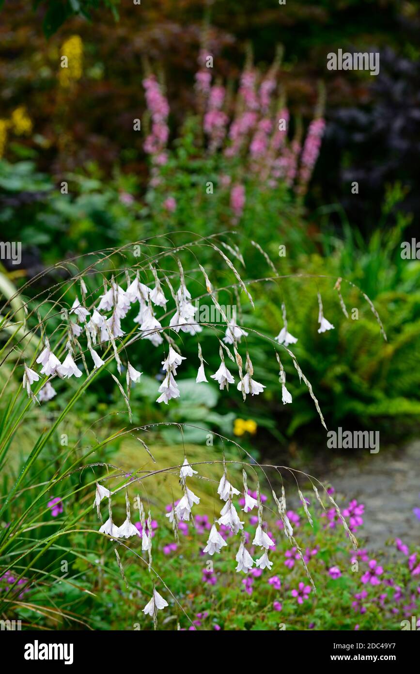 Dierama pulcherrimum angels fishing rod hi-res stock photography and ...
