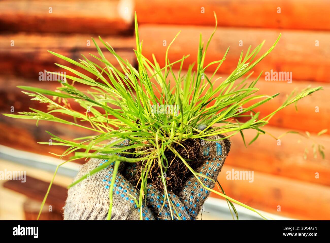 Grass roots in soil hi-res stock photography and images - Alamy