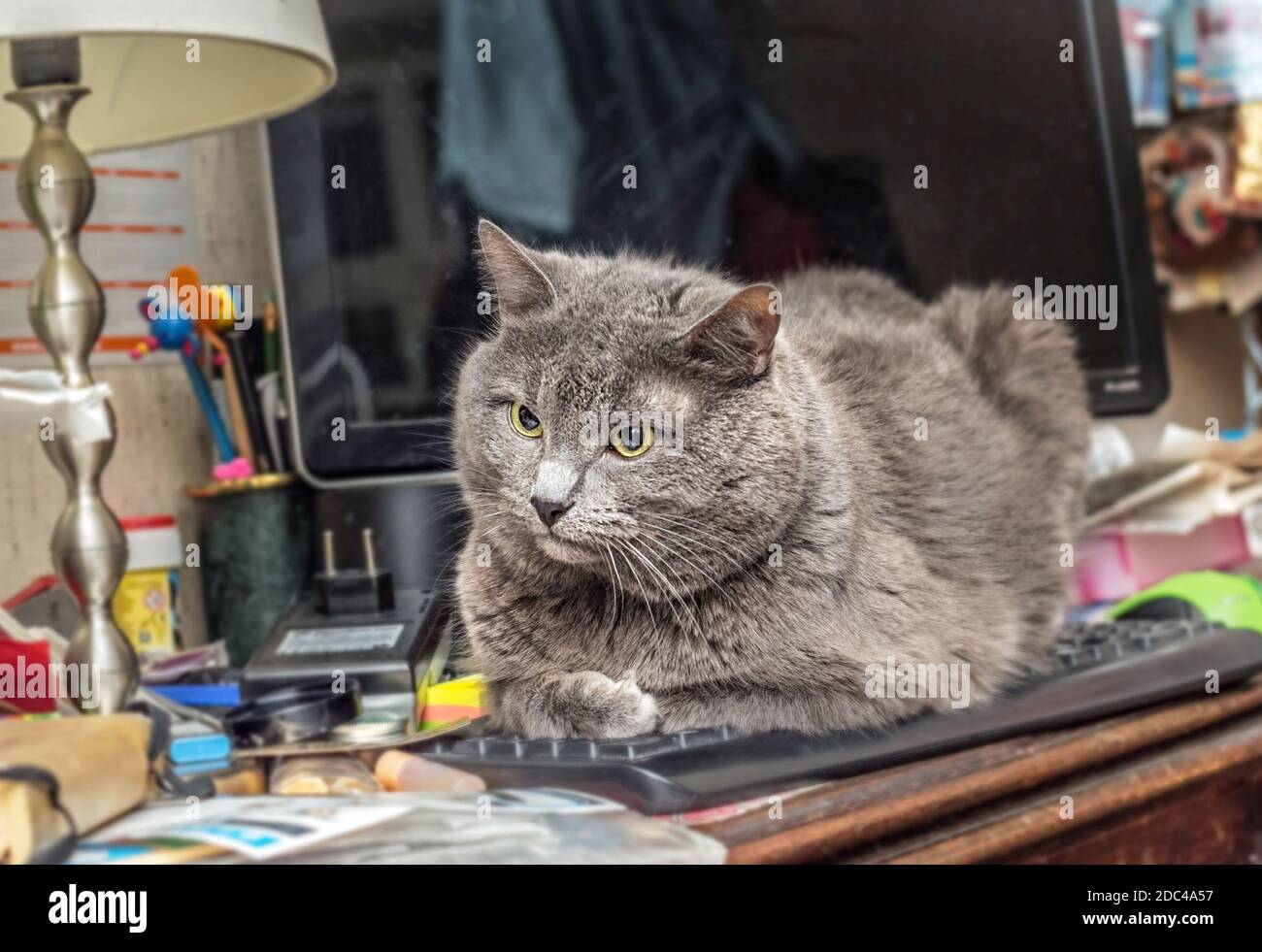 Grey adult pretty cat on computer keyboard Stock Photo - Alamy