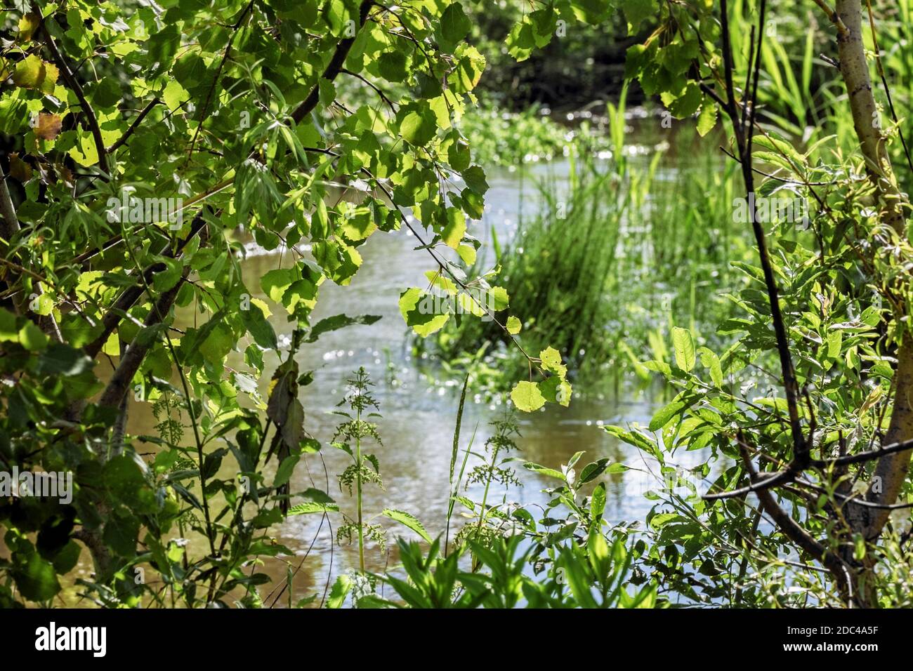 Pretty bright summer green branches by water at lucky day Stock Photo ...
