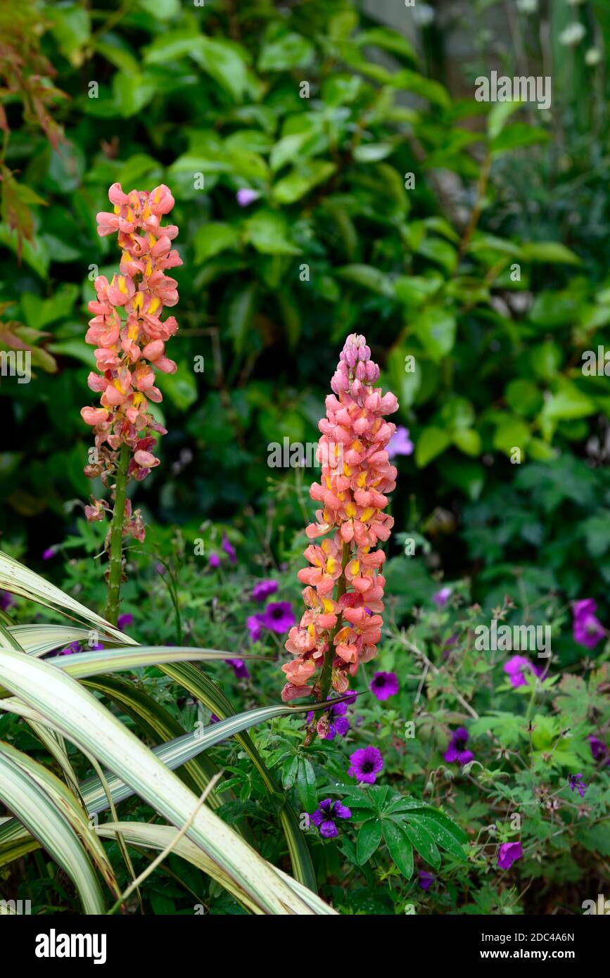 Lupin flower spike hi-res stock photography and images - Alamy