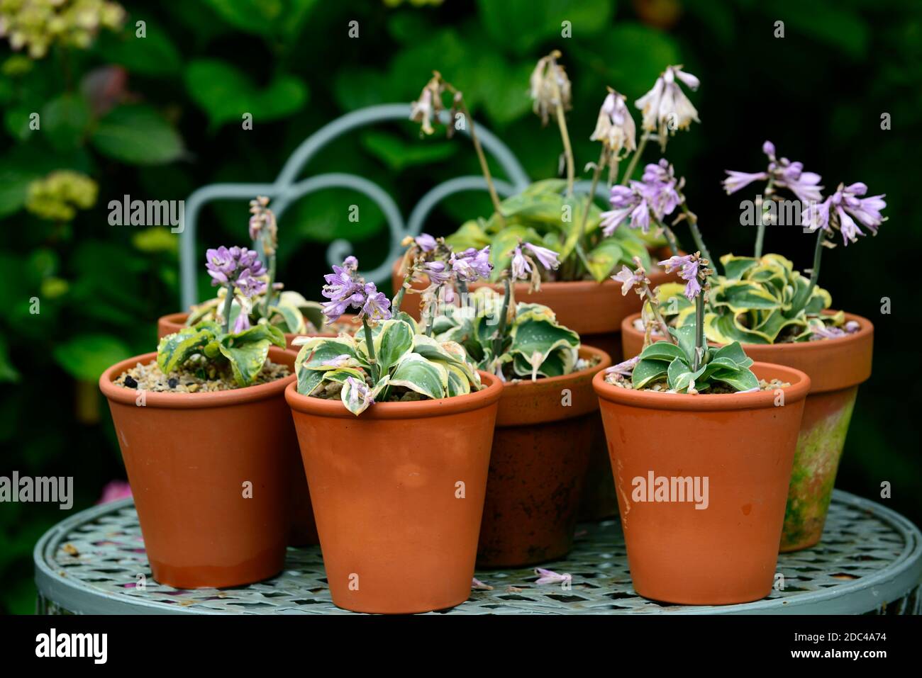 miniature hosta,hosta cameo,miniature hostas,dwarf hosta,cream and ...