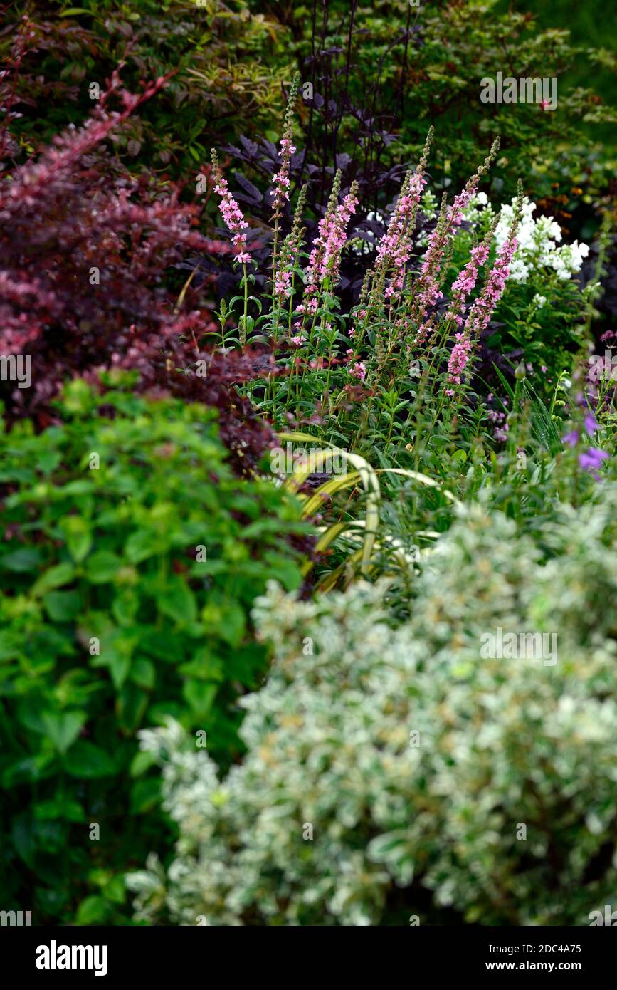 Lythrum salicaria Blush,loosestrife,pink flowers,flower,flowers ...