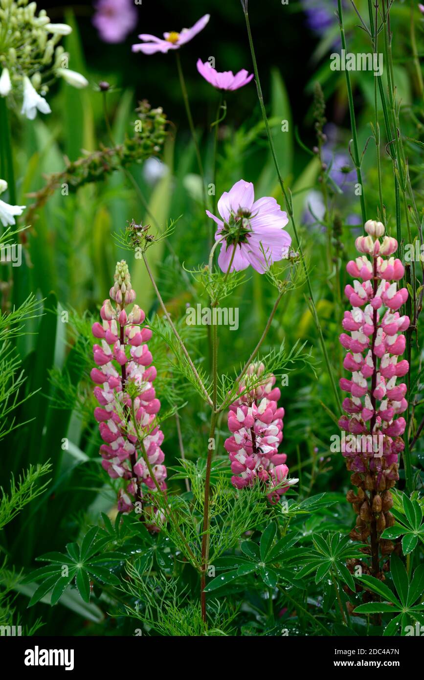 Lupin flower spike hi-res stock photography and images - Alamy