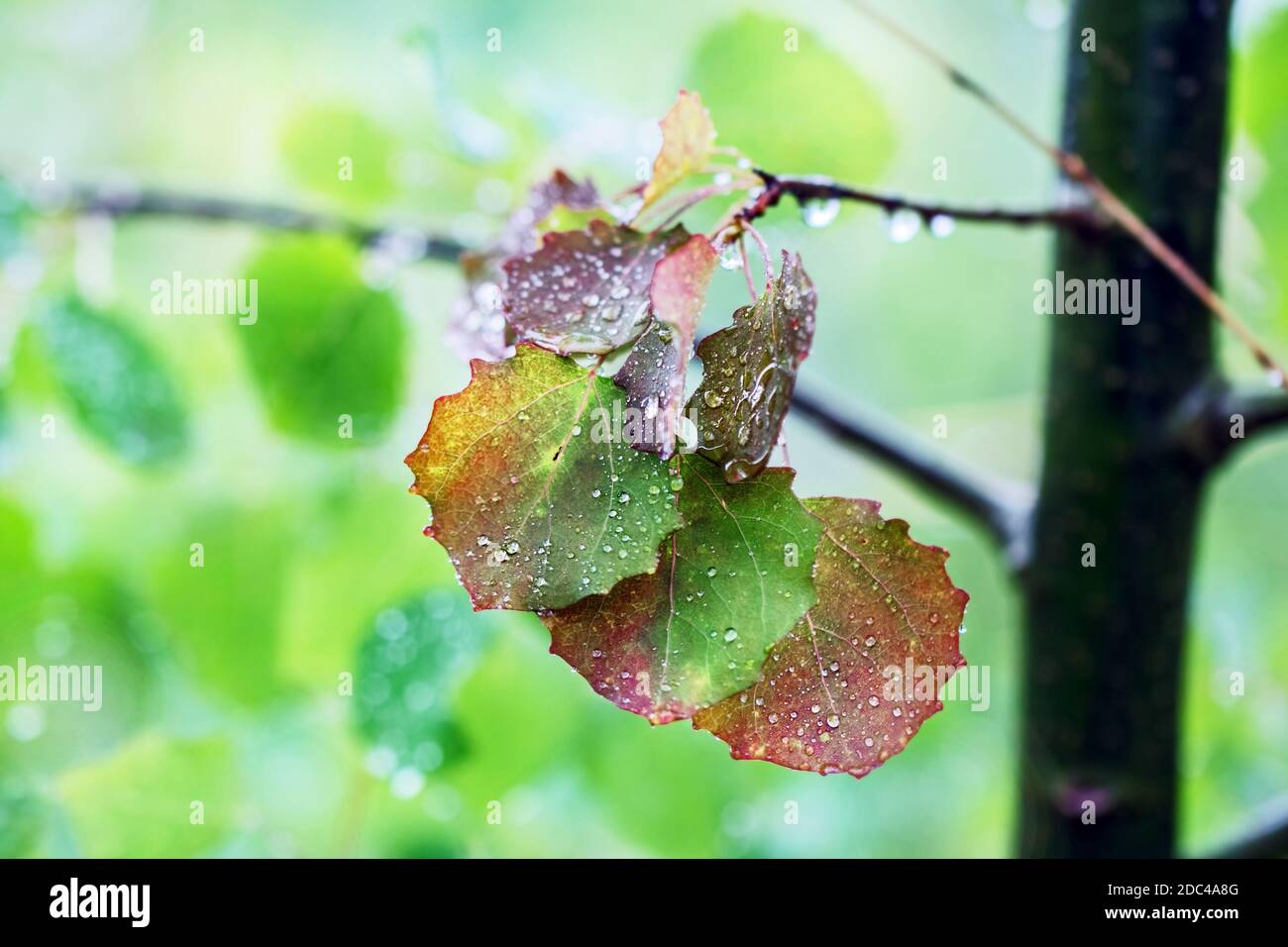 Wallpaper With Leaves After Rain High Resolution Stock Photography and ...