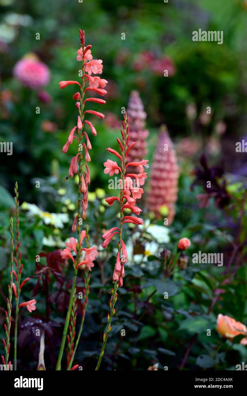 Watsonia Peach Glow High Resolution Stock Photography and Images - Alamy