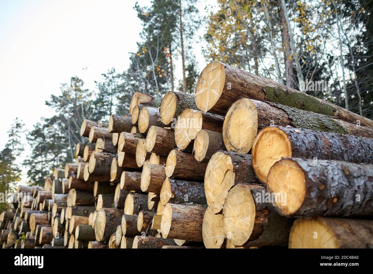 Tree felling. Deforestation. Wood is a renewable source of energy ...