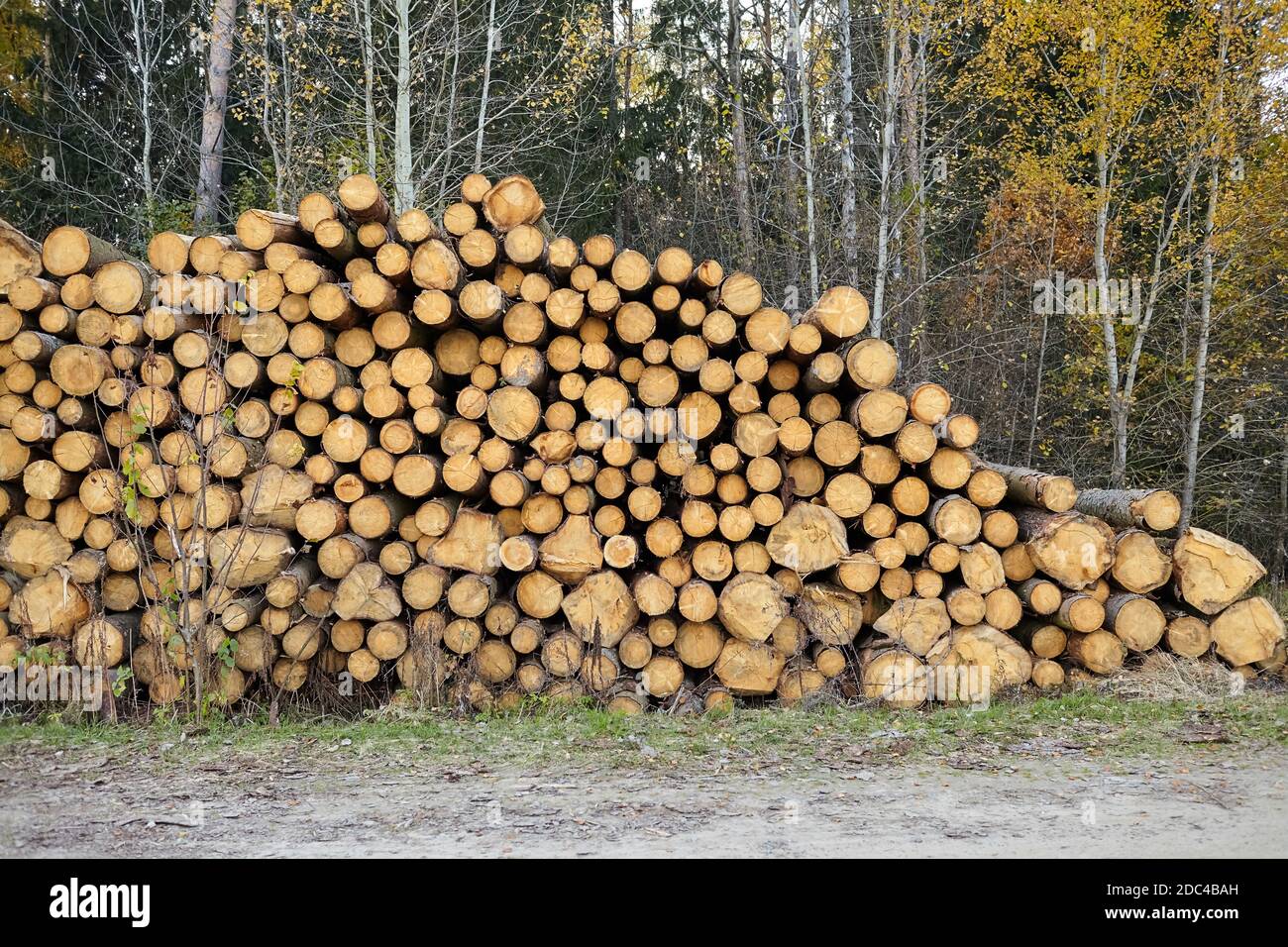 Stacked logs. Tree felling. Deforestation. Logging сoniferous trees ...