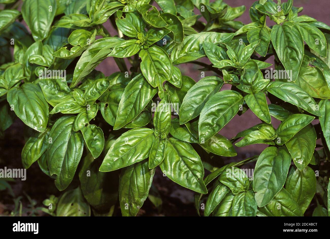 BASIL ocimum basilicum Stock Photo - Alamy