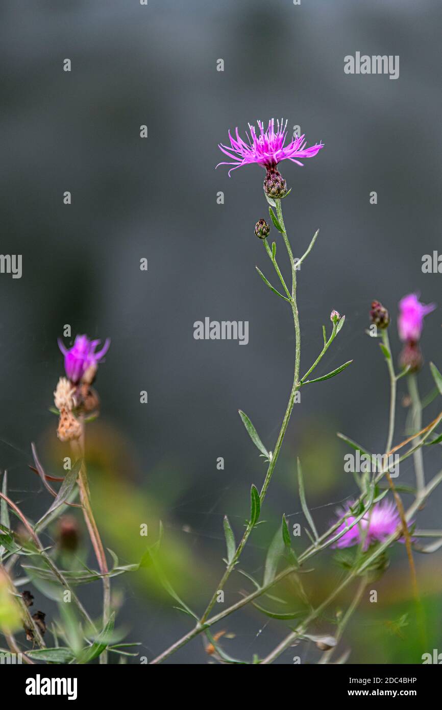 Red star thistle hi-res stock photography and images - Alamy