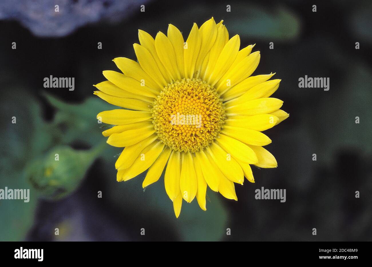 LARGE FLOWERED LEOPARD'S BANE doronicum grandiflorum, MOUNTAIN FLOWER ...