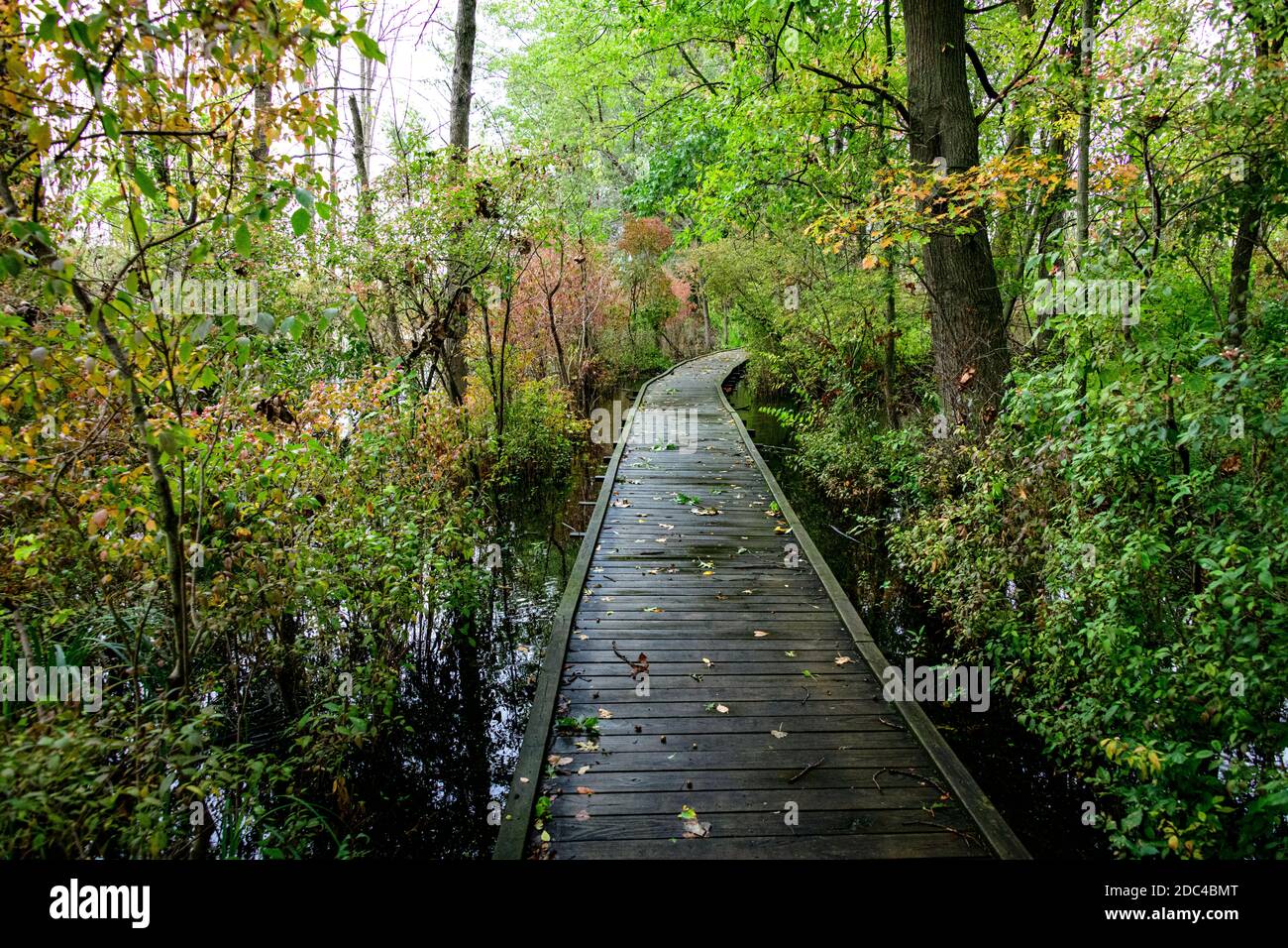 Pinconning Park nature boardwalk - Michigan Stock Photo - Alamy